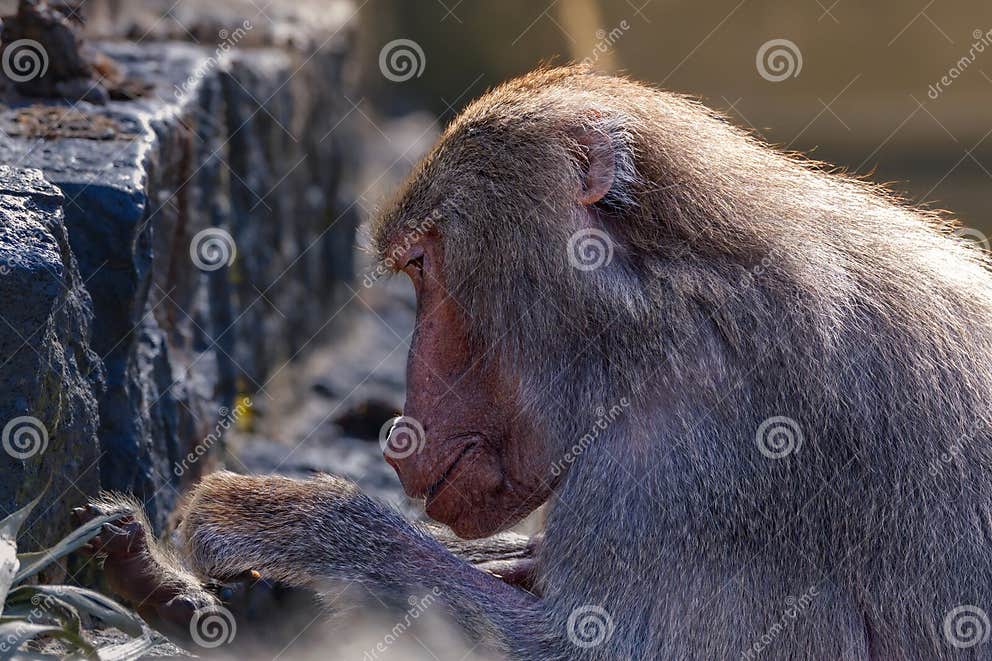 Baboon Standing and Gazing To the Side Stock Photo - Image of baboon ...