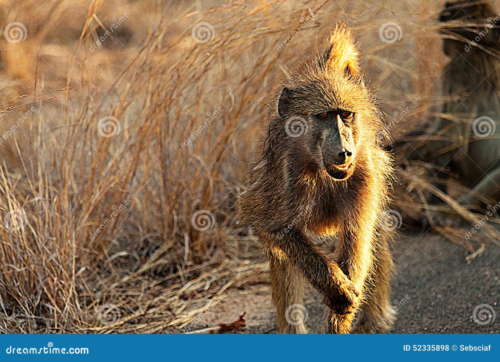 Baboon stock photo. Image of kruger, clung, eyes, baby - 52335898