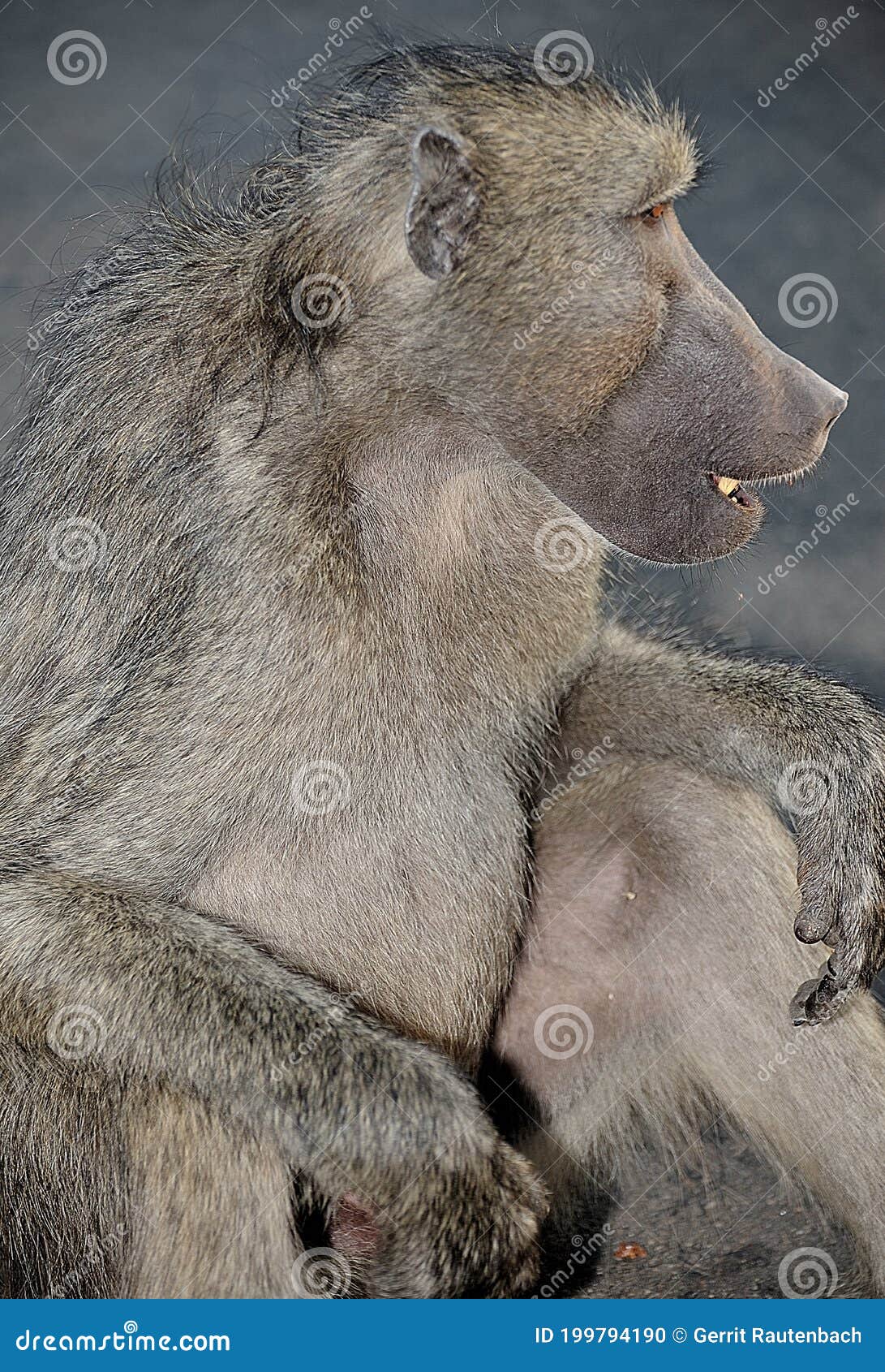A Baboon Staring Intently into the Distance Stock Photo - Image of ...