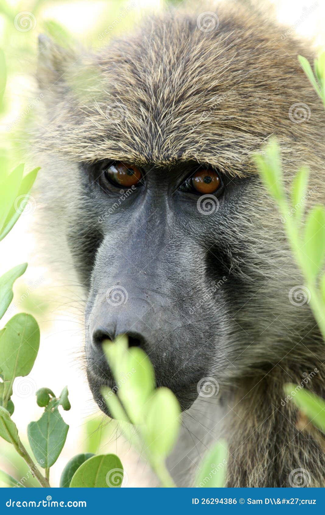 Baboon - Tanzania, Africa stock photo. Image of adult - 26294386