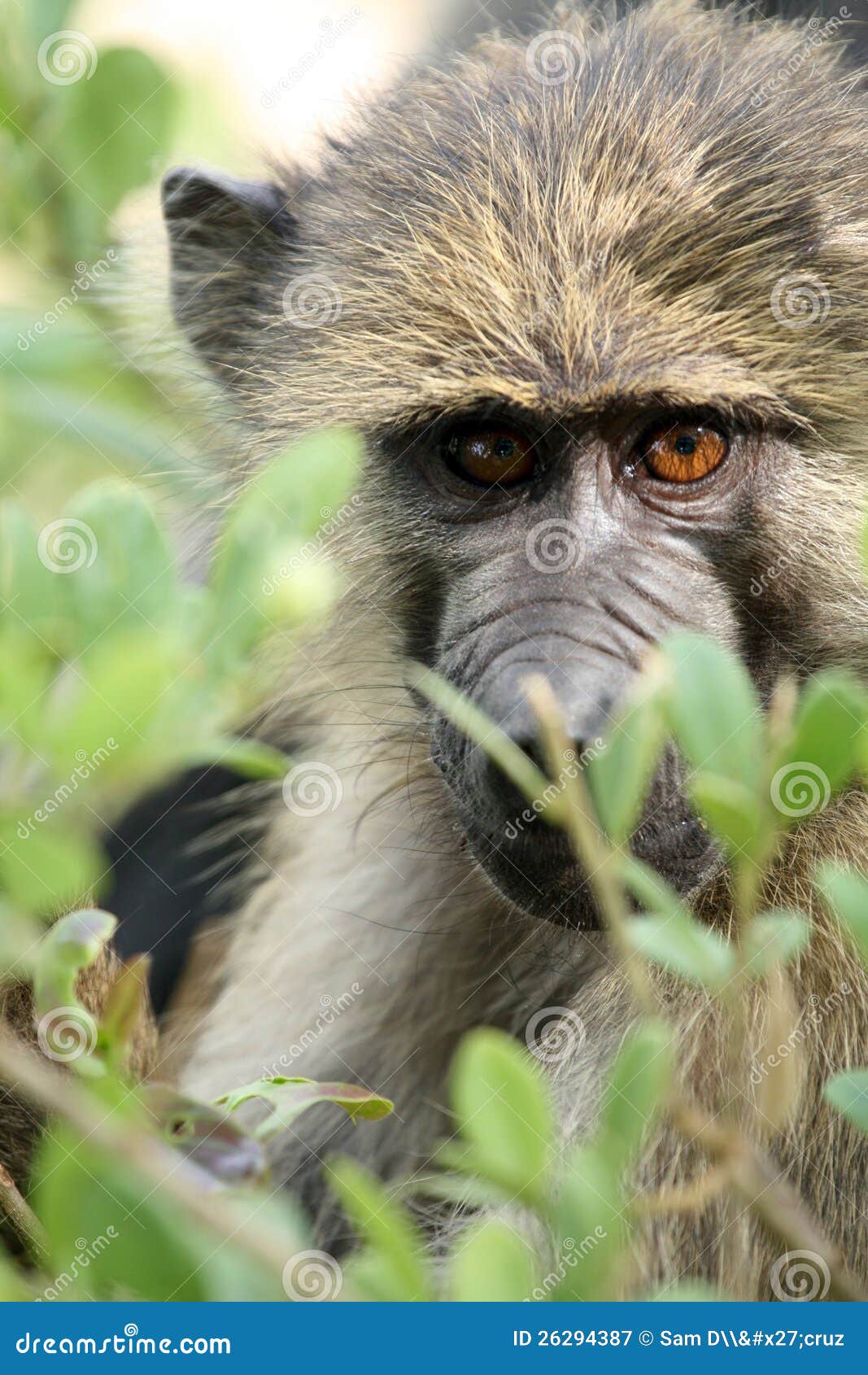 Baboon - Tanzania, Africa stock image. Image of face - 26294387