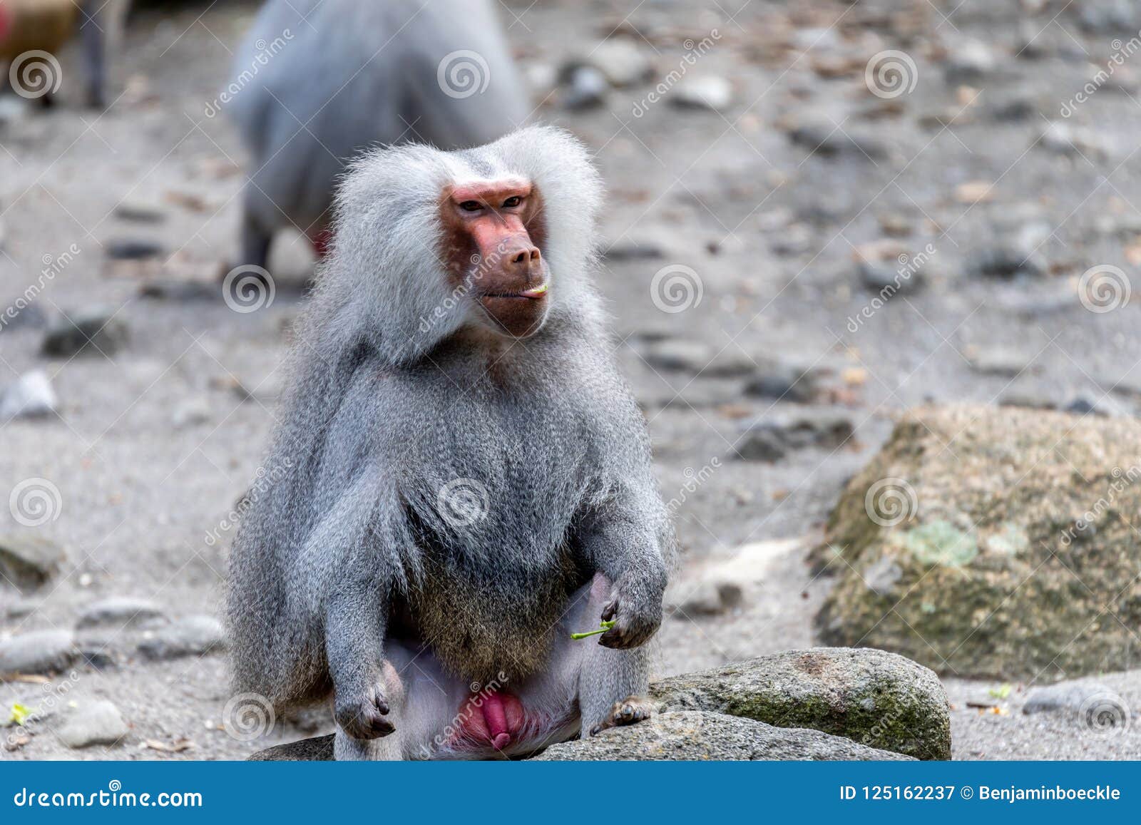 Baboon on Their Playground Posing and Playing Stock Image - Image of ...