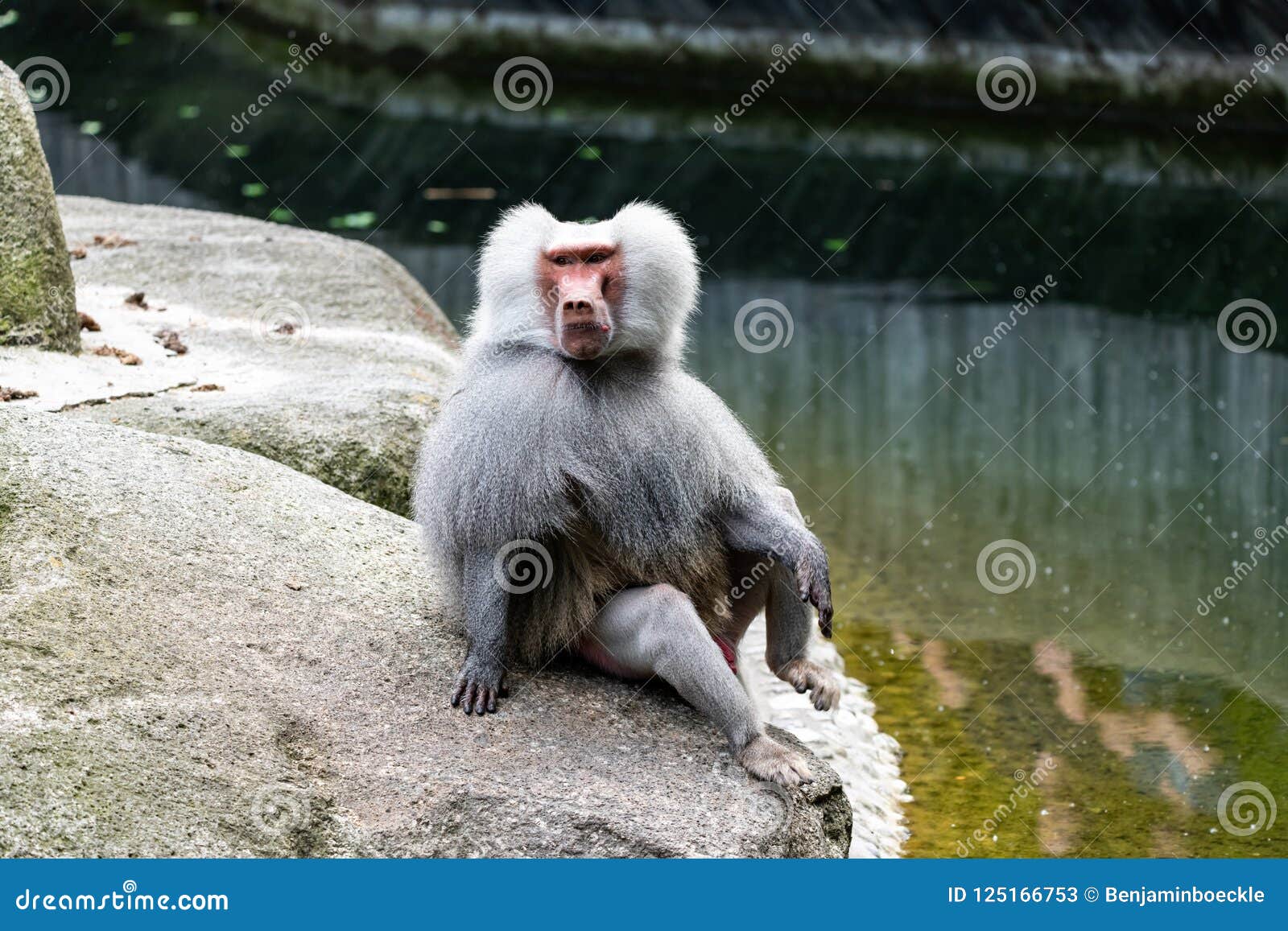 Baboon on Their Playground Posing and Playing Stock Image - Image of ...