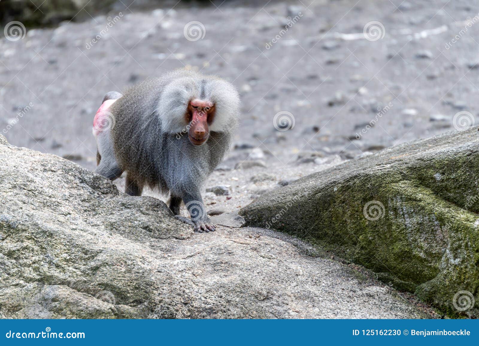 Baboon on Their Playground Posing and Playing Stock Photo - Image of ...