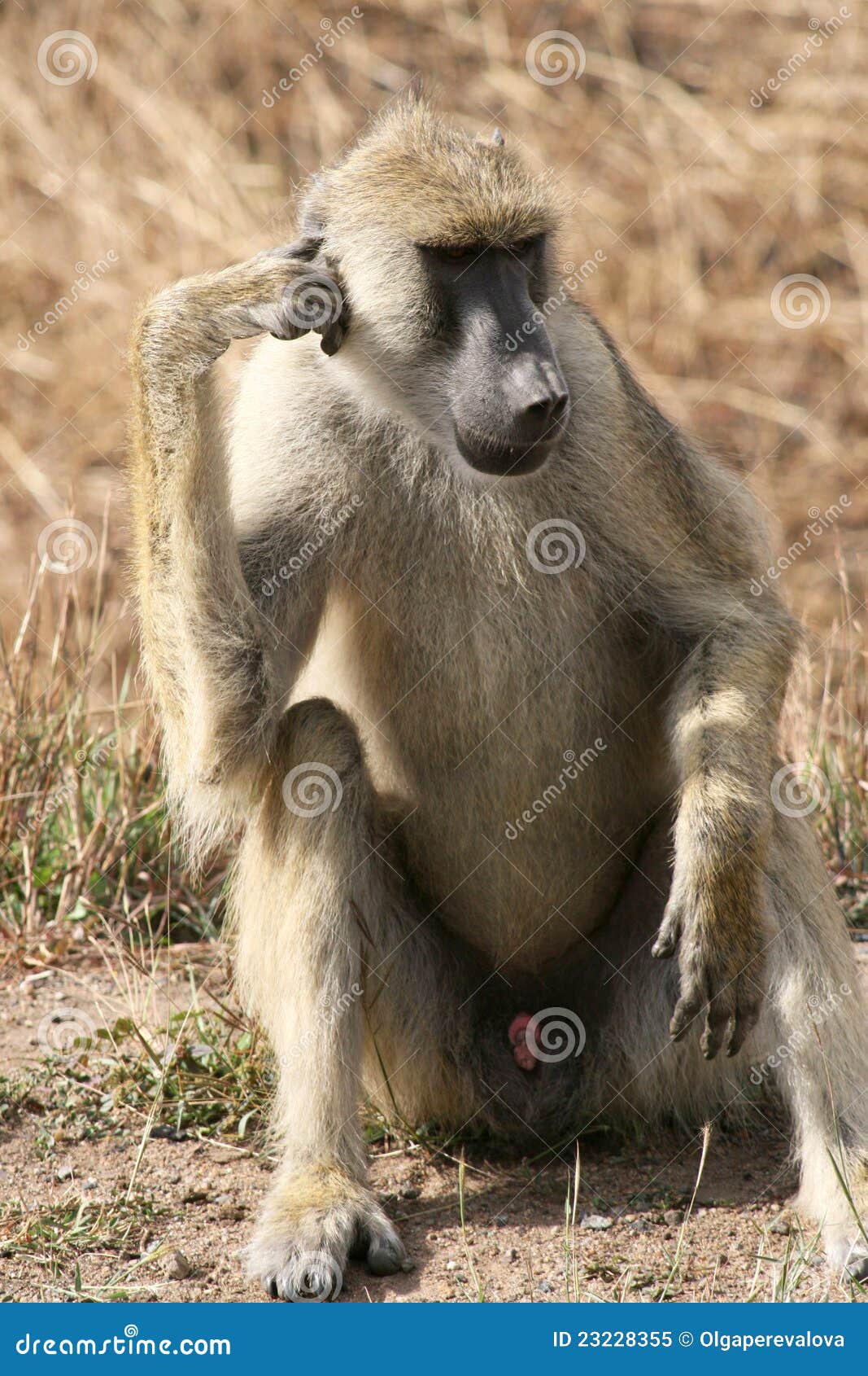 Baboon thinking stock image. Image of mammal, wildlife - 23228355
