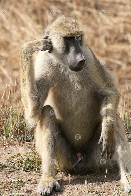 Baboon thinking stock image. Image of mammal, wildlife - 23228355