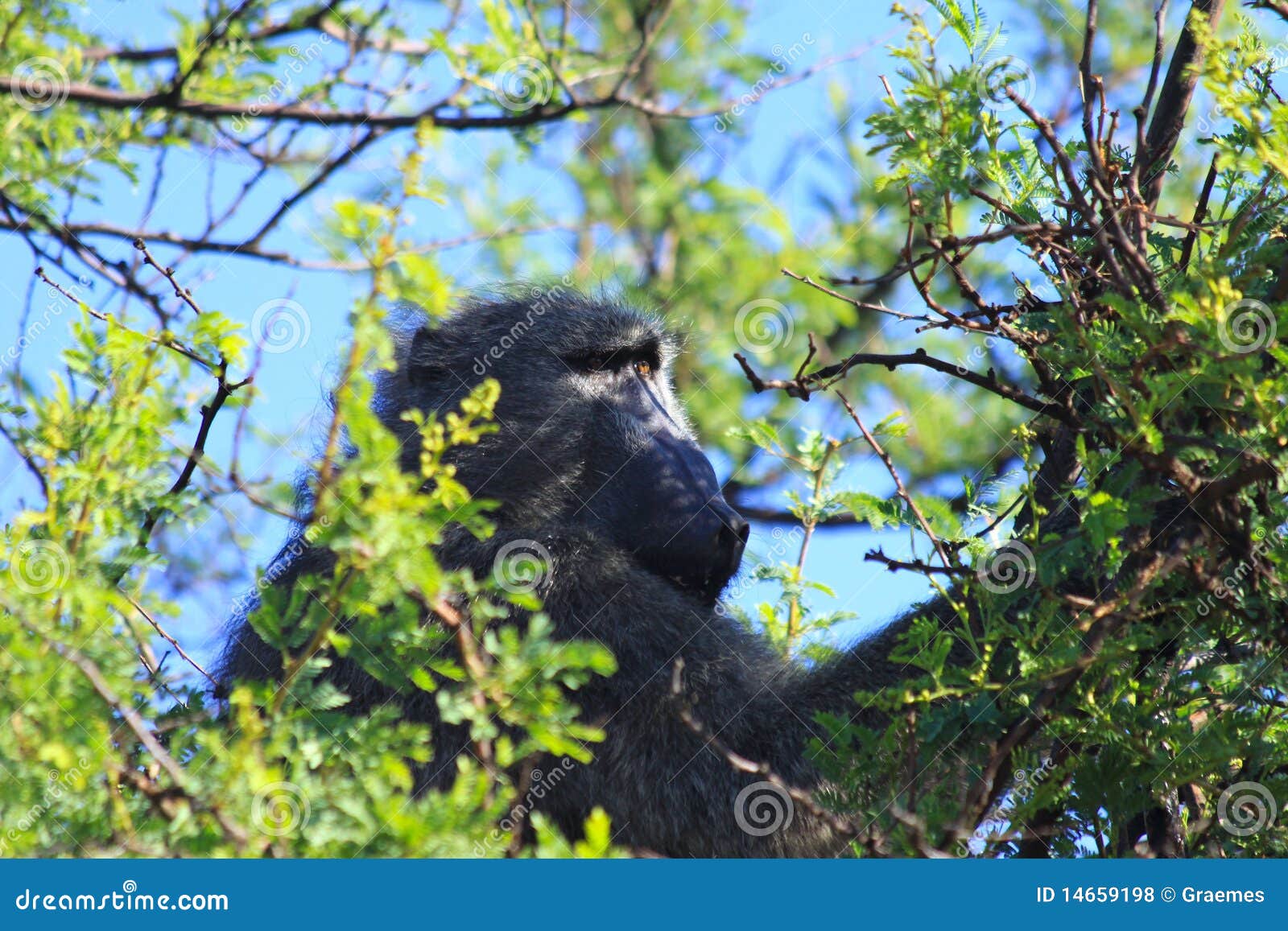 Baboon in a tree stock photo. Image of climb, intelligence - 14659198