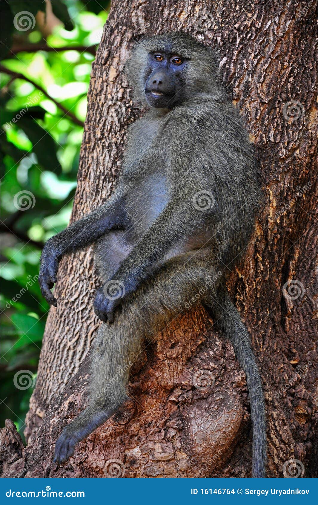 Baboon on a tree. stock photo. Image of ecology, animal - 16146764