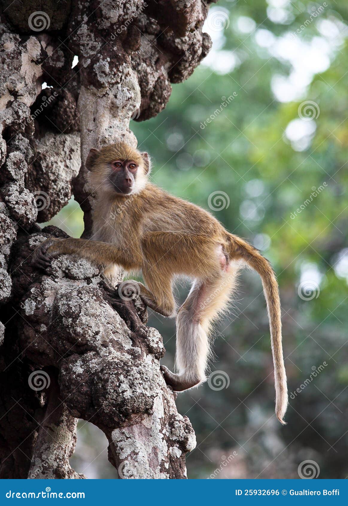 Baboon on tree stock photo. Image of outside, mammals - 25932696
