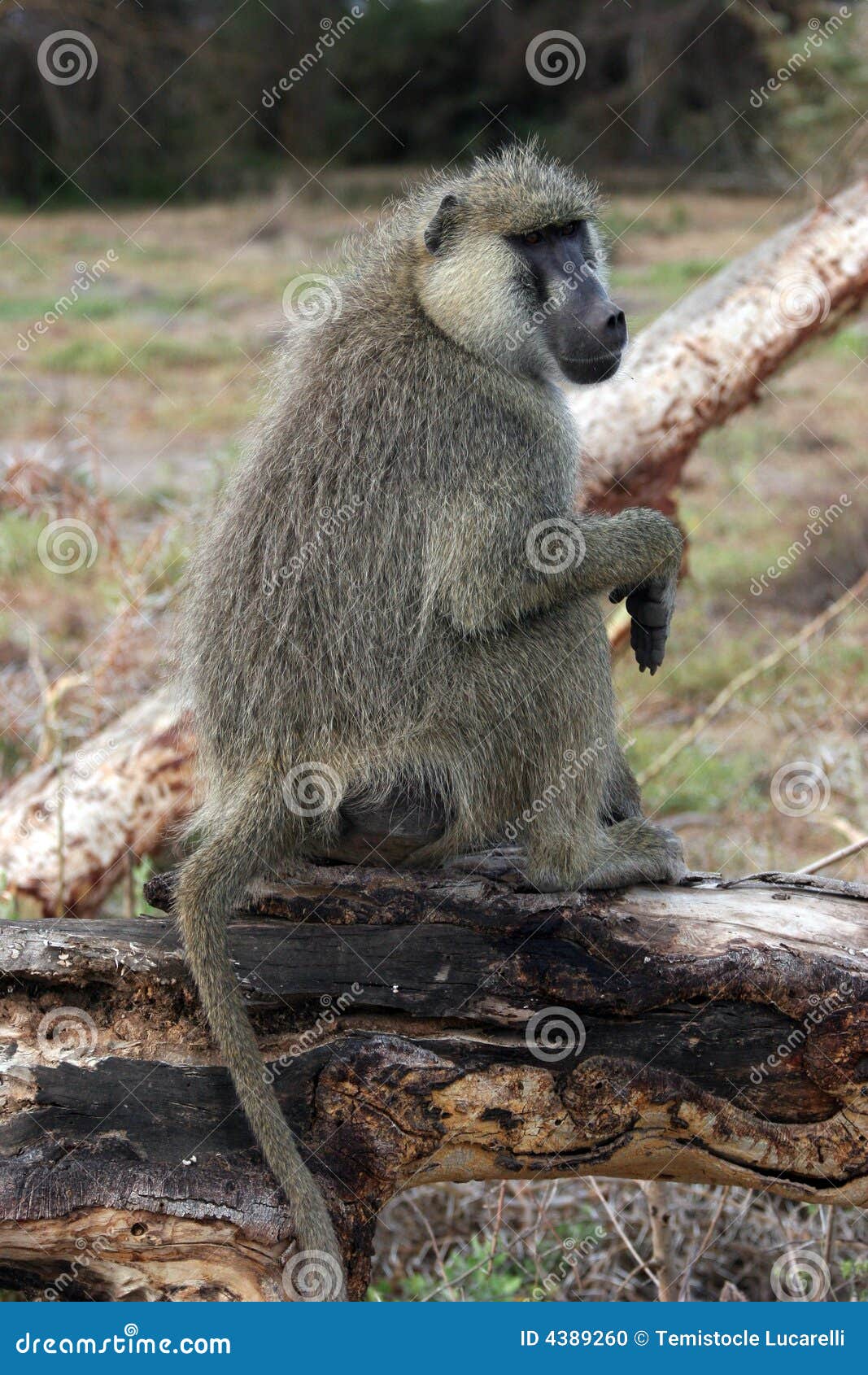 Baboon on a tree stock photo. Image of tourism, nature - 4389260