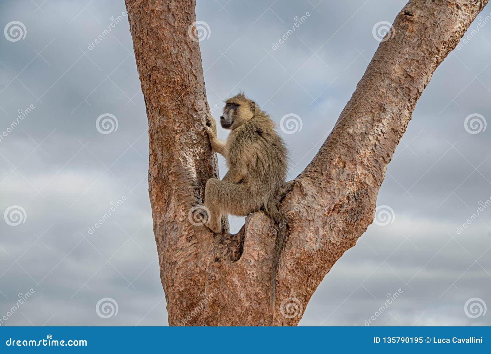 Baboon on a tree in Kenya stock image. Image of koala - 135790195