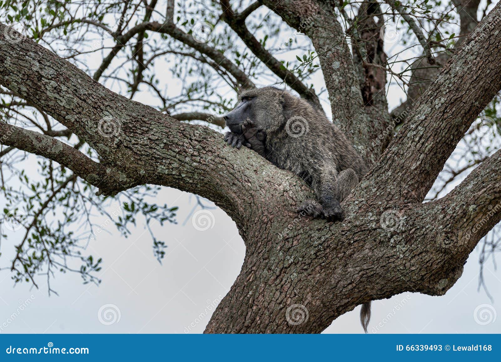 Baboon stock image. Image of danger, safari, wild, tree - 66339493