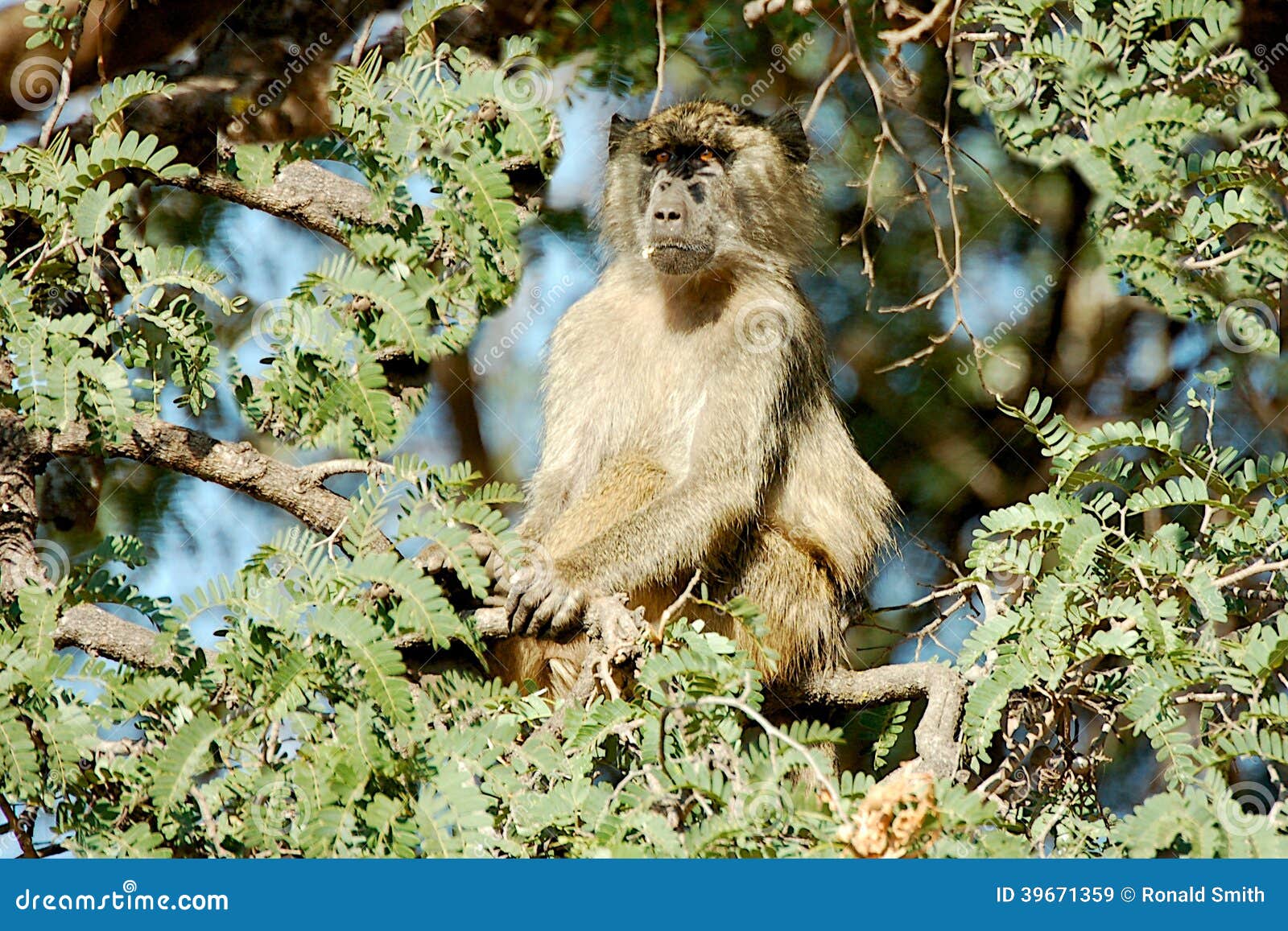 Baboon in tree stock image. Image of apes, serengeti - 39671359