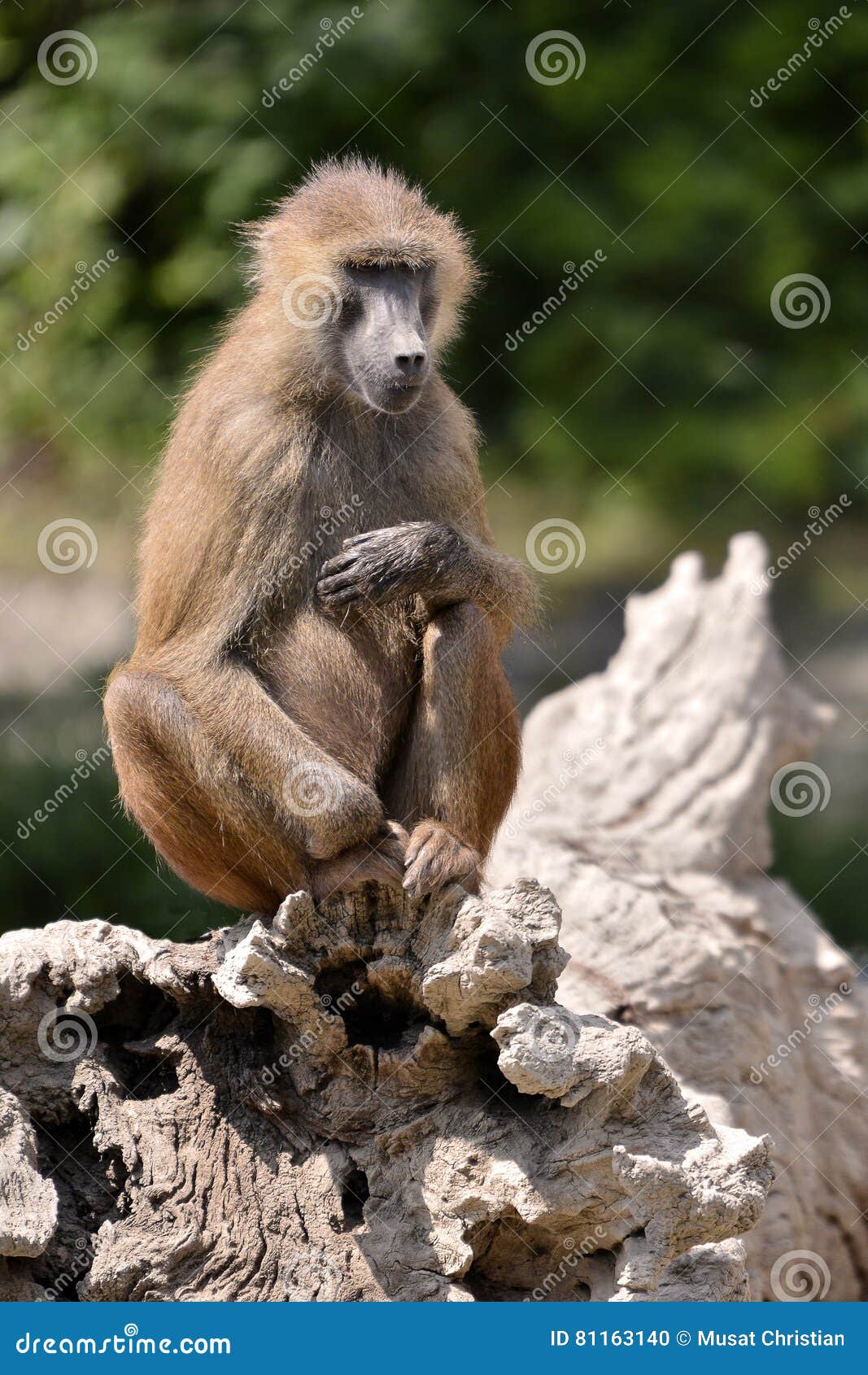 Baboon on tree stump stock photo. Image of primate, mammal - 81163140