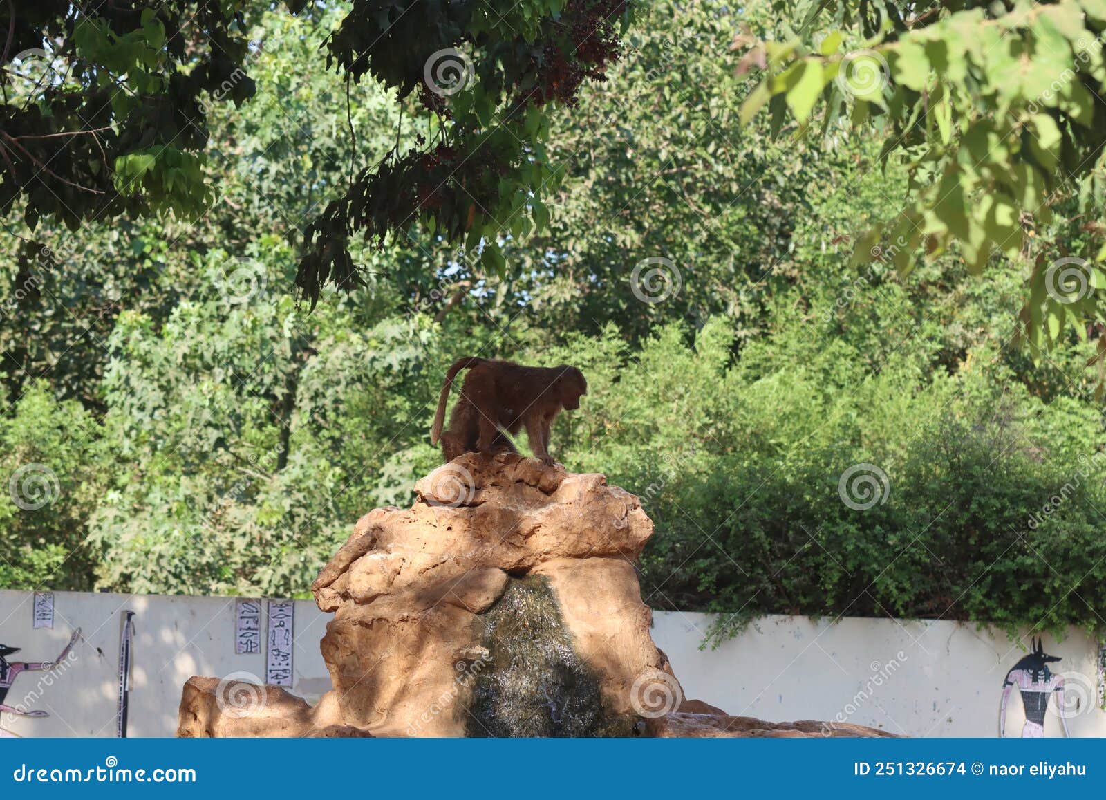 Baboon Type Photos - Free & Royalty-Free Stock Photos from Dreamstime