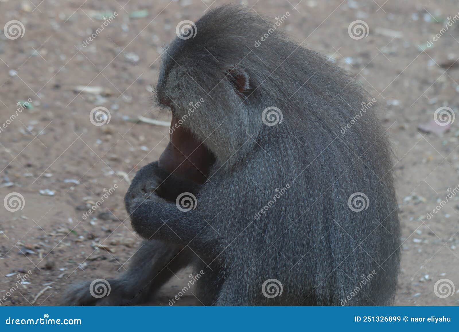 Baboon-type Monkeys in the Yard of a Zoo Stock Image - Image of baboon ...