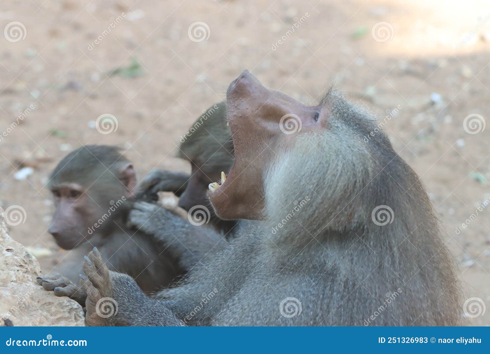 Baboon-type Monkeys in the Yard of a Zoo Stock Image - Image of baboon ...