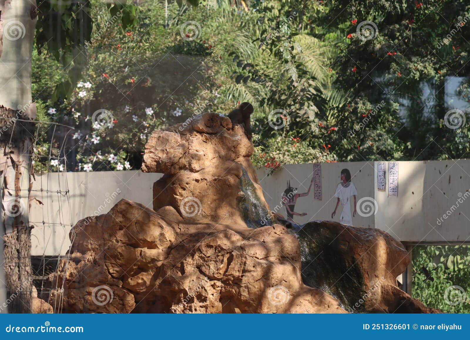 Baboon-type Monkeys in the Yard of a Zoo Stock Image - Image of type ...