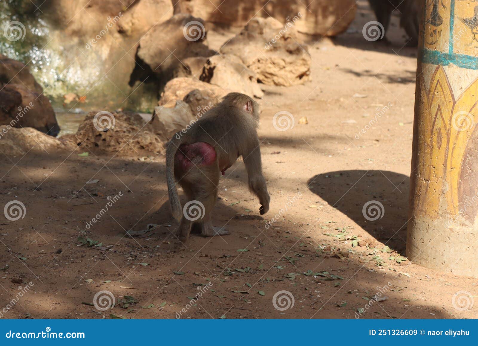 Baboon Type Stock Photos - Free & Royalty-Free Stock Photos from Dreamstime
