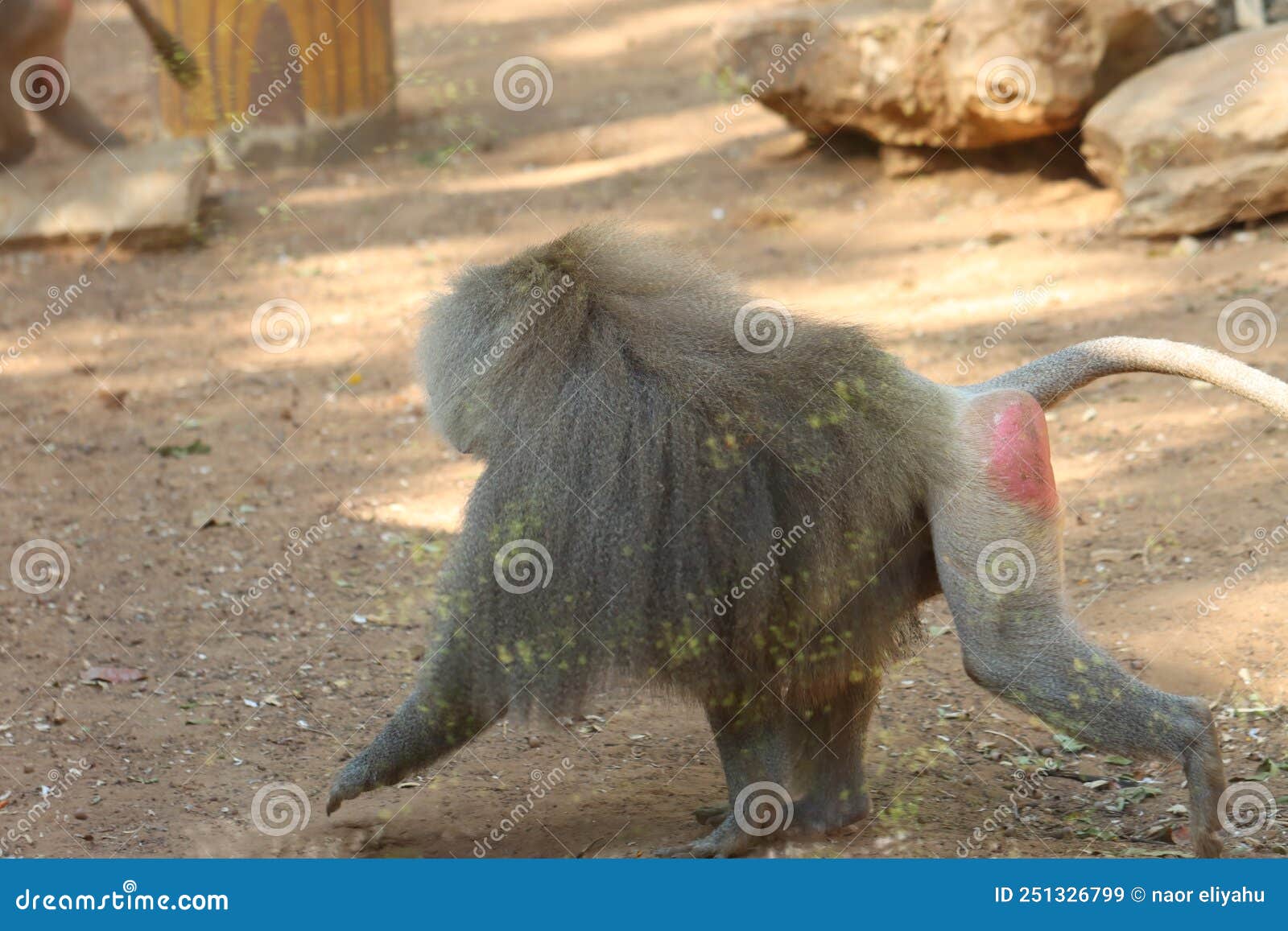 Baboon-type Monkeys in the Yard of a Zoo Stock Image - Image of type ...