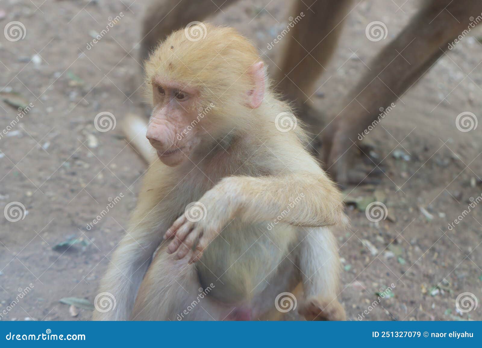 Baboon-type Monkeys in the Yard of a Zoo Stock Image - Image of monkeys ...