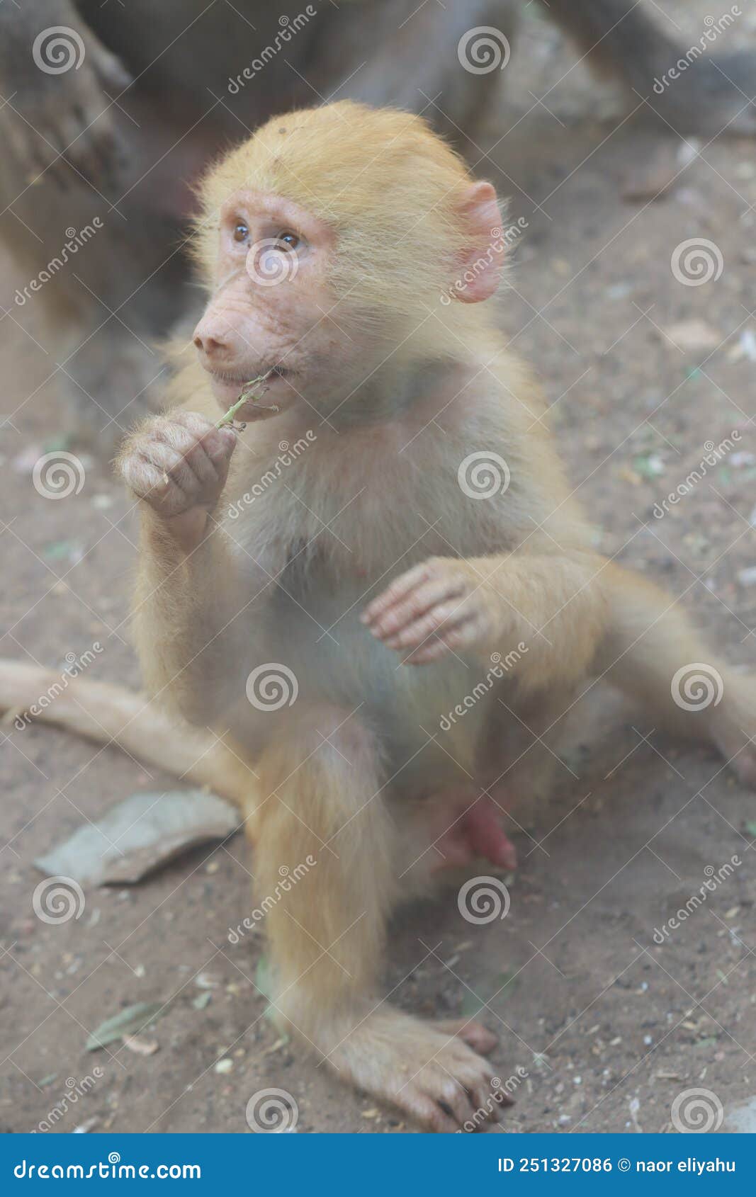 Baboon-type Monkeys in the Yard of a Zoo Stock Photo - Image of monkeys ...