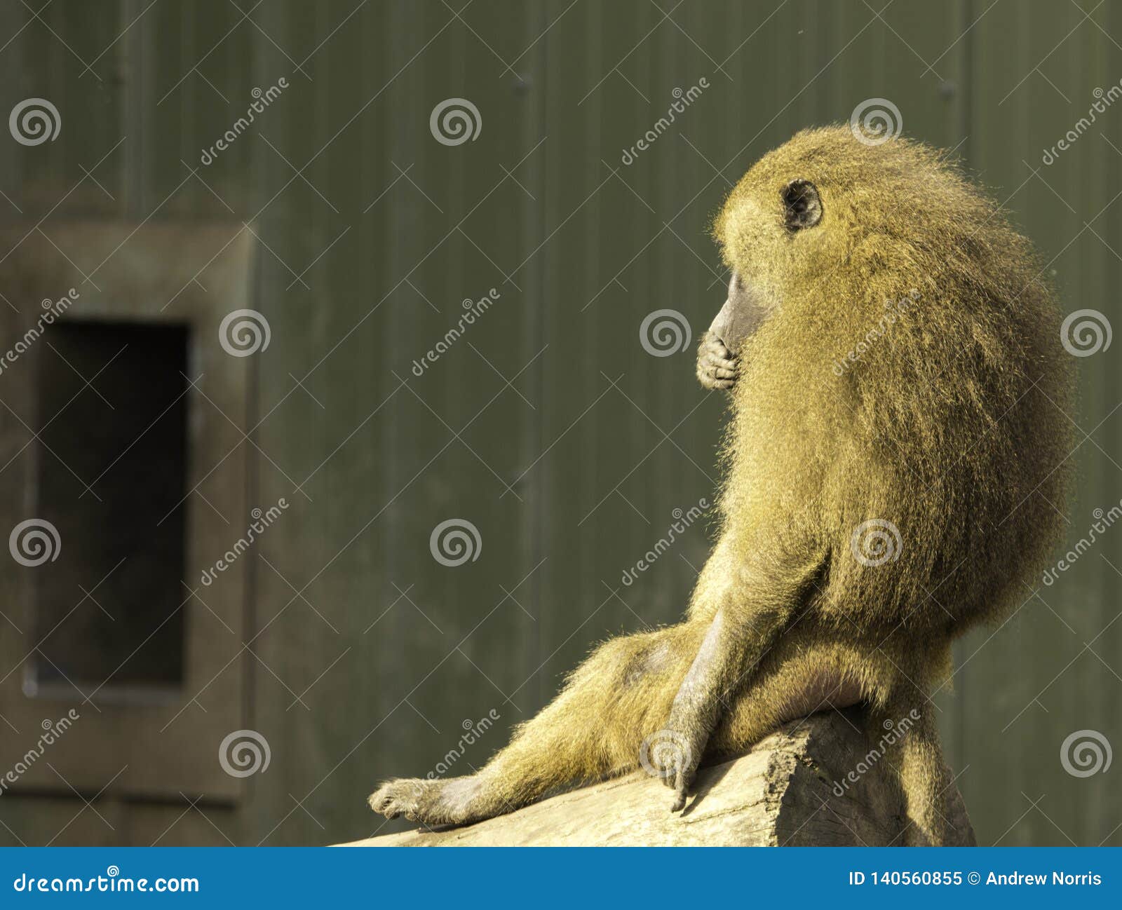 Baboon stock image. Image of intelligent, parent, child - 140560855