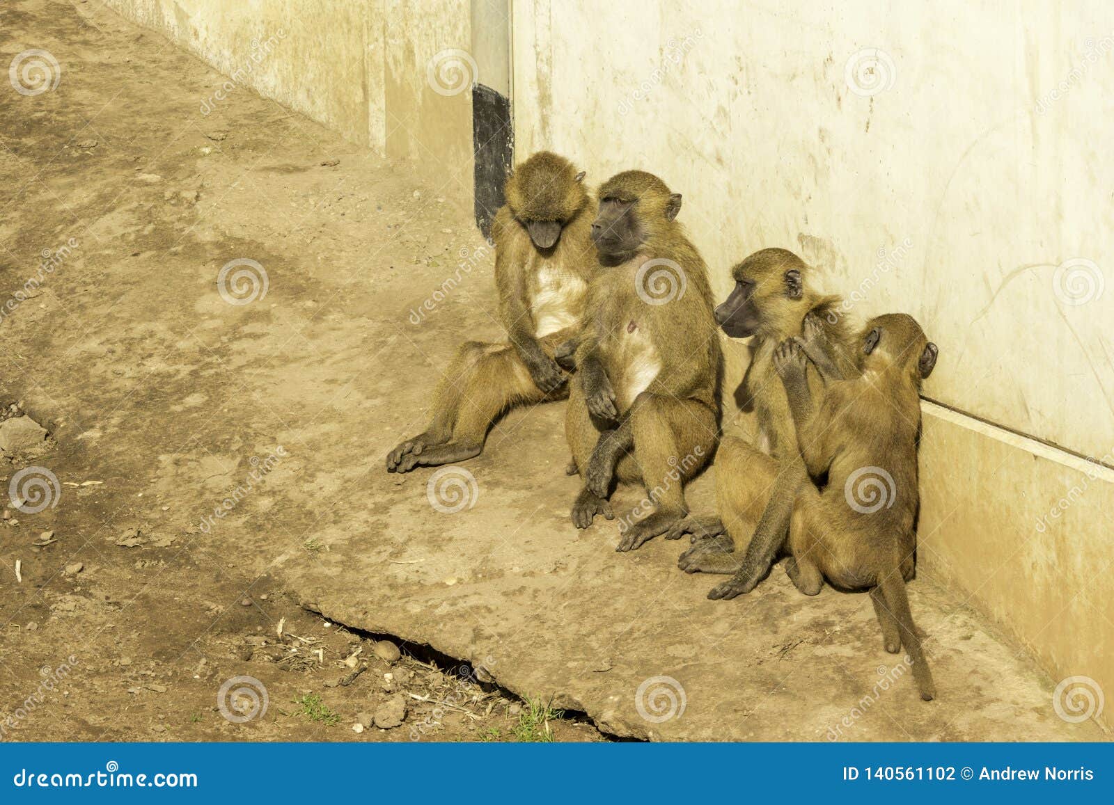 Baboon stock photo. Image of baboon, intelligence, humanity - 140561102