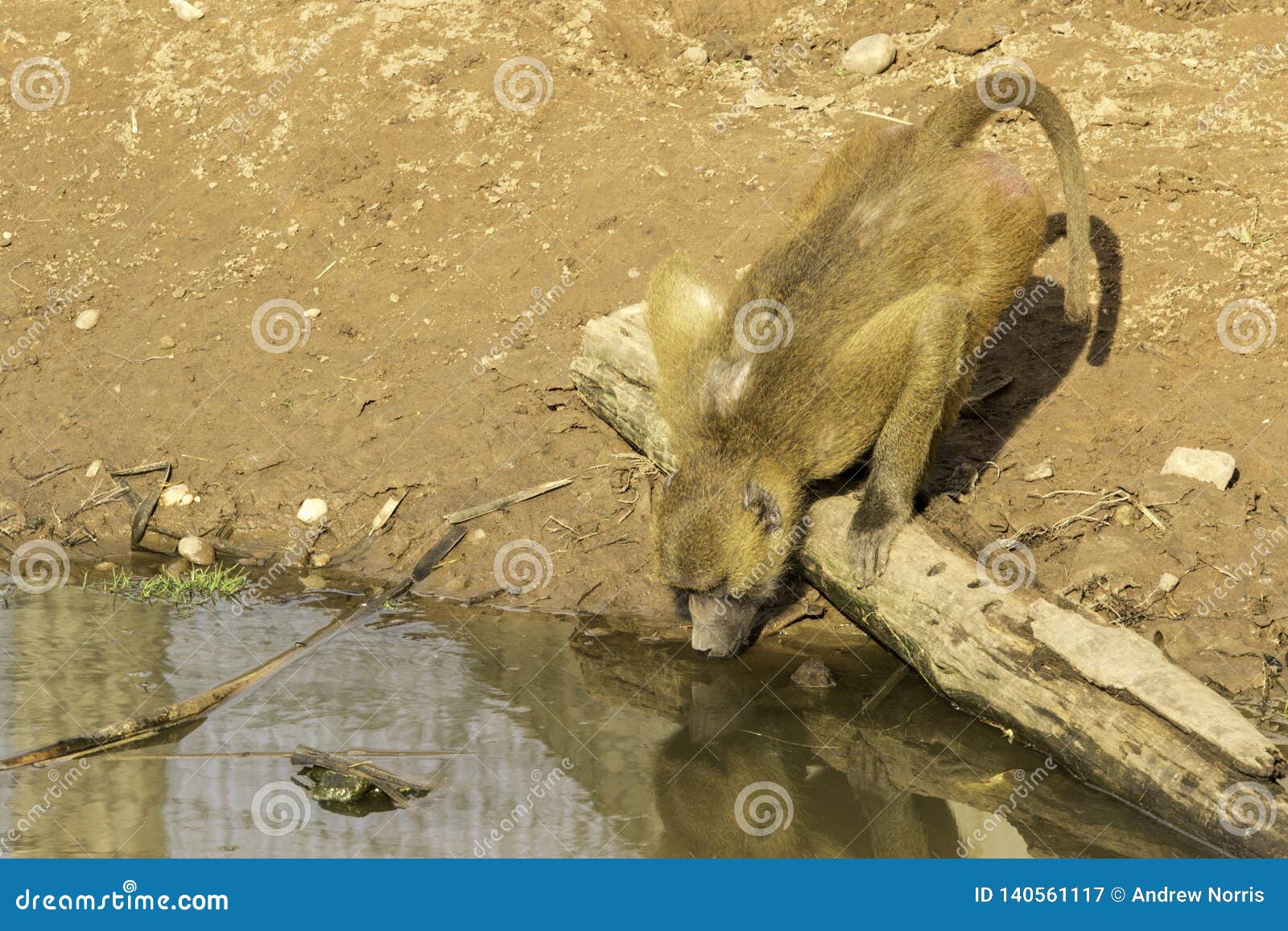 Baboon stock image. Image of nature, baboon, evolution - 140561117