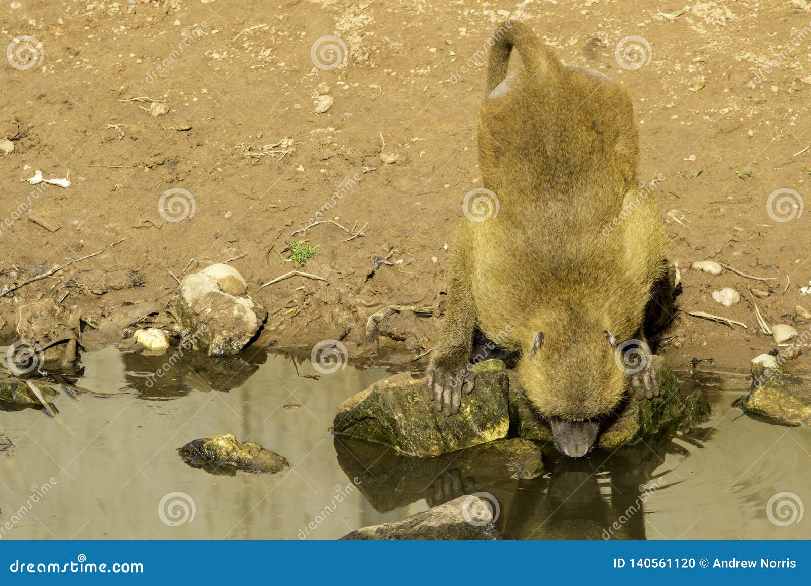 Baboon stock photo. Image of looking, eating, infant - 140561120