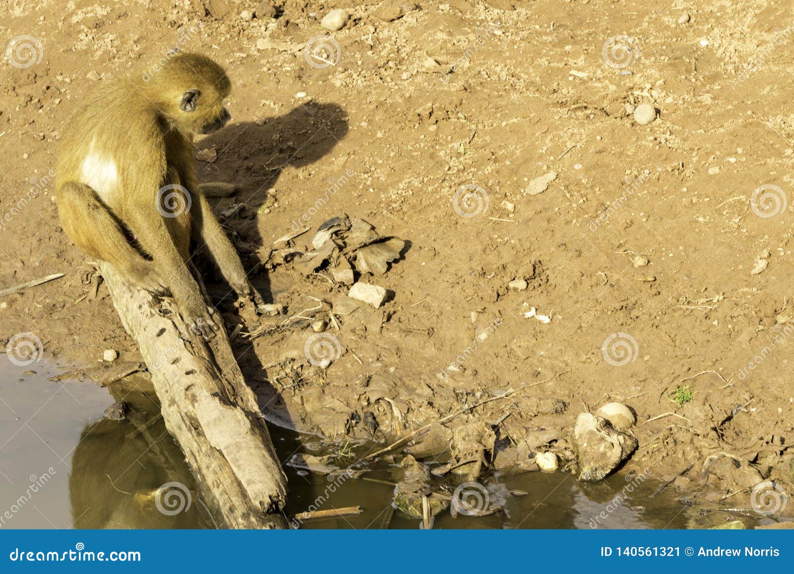 Baboon stock image. Image of intelligence, face, babboon - 140561321