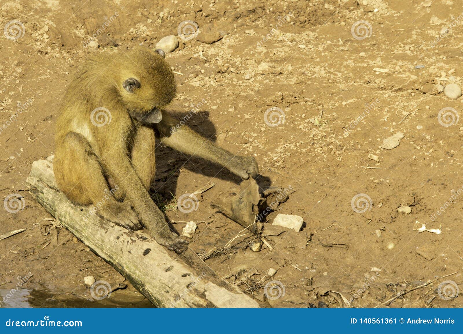 Baboon stock image. Image of animal, environment, parent - 140561361