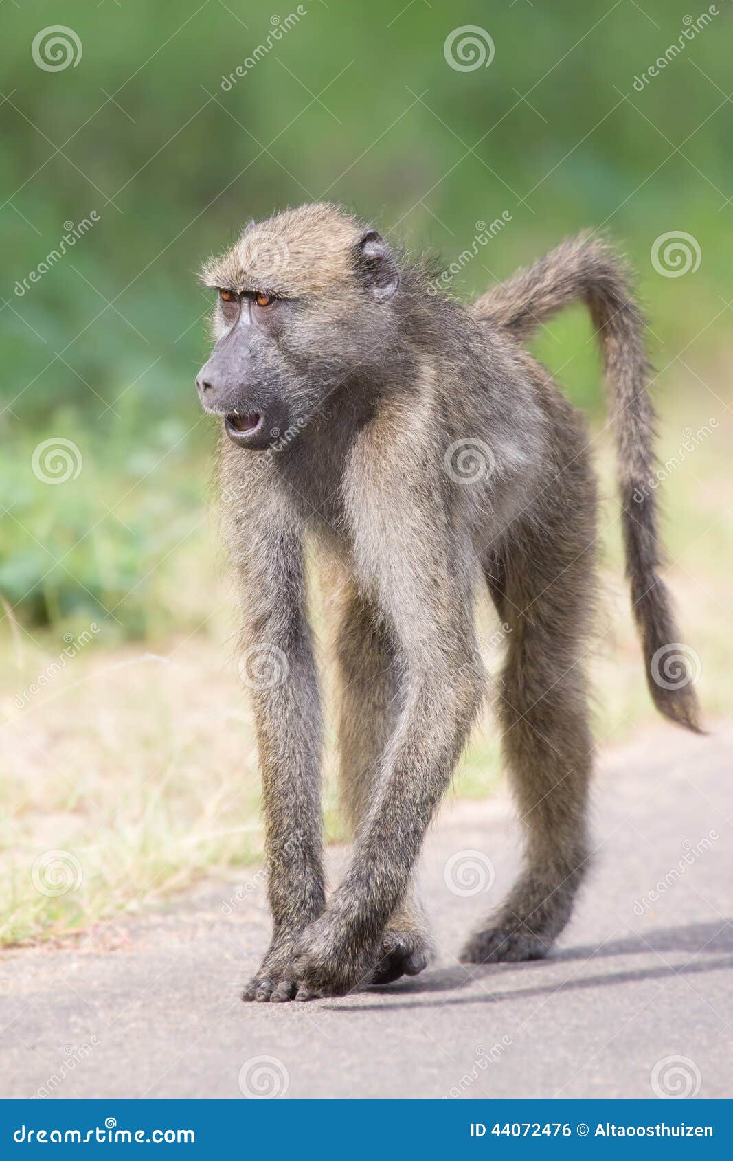 Baboon Walking Along a Road Looking for Trouble Stock Photo - Image of ...