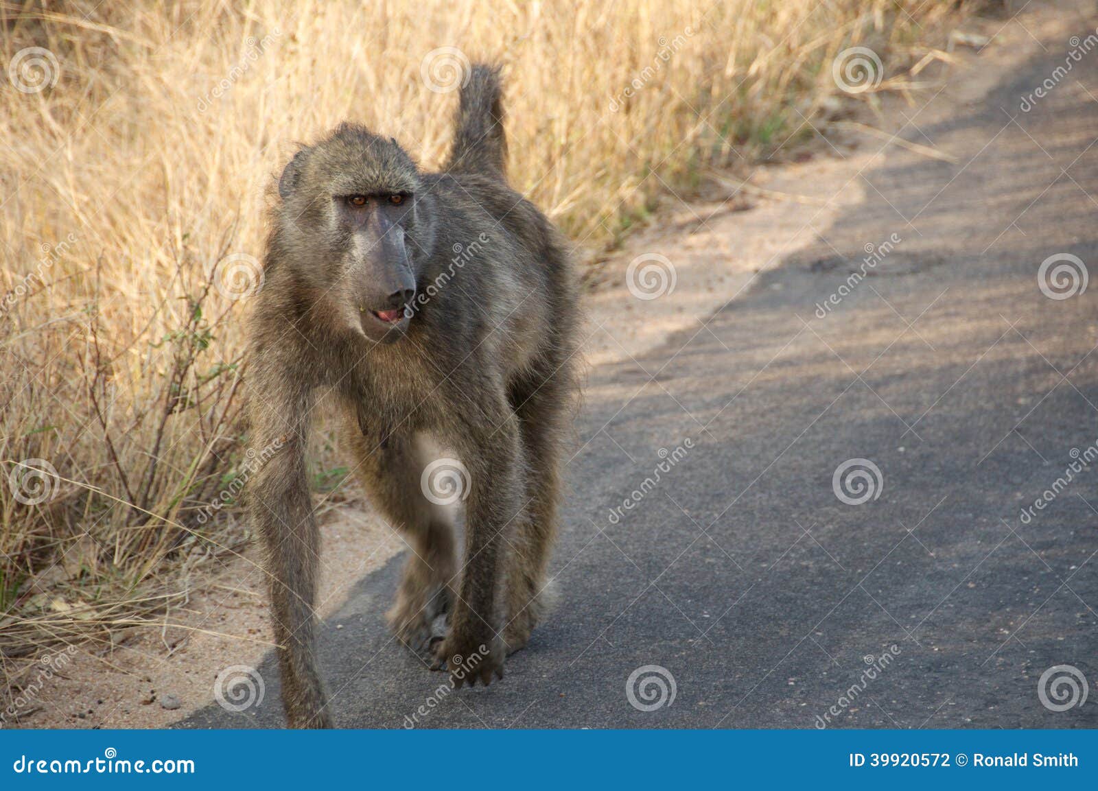Baboon walking down road stock photo. Image of south - 39920572