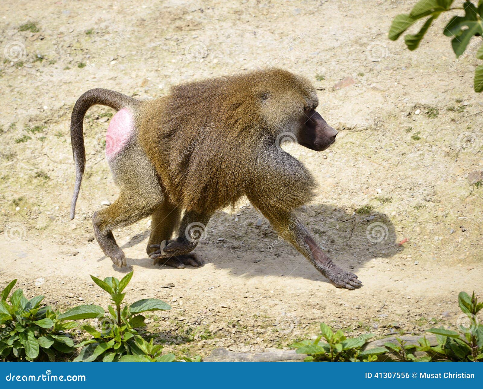 Baboon walking on ground stock photo. Image of buttocks - 41307556