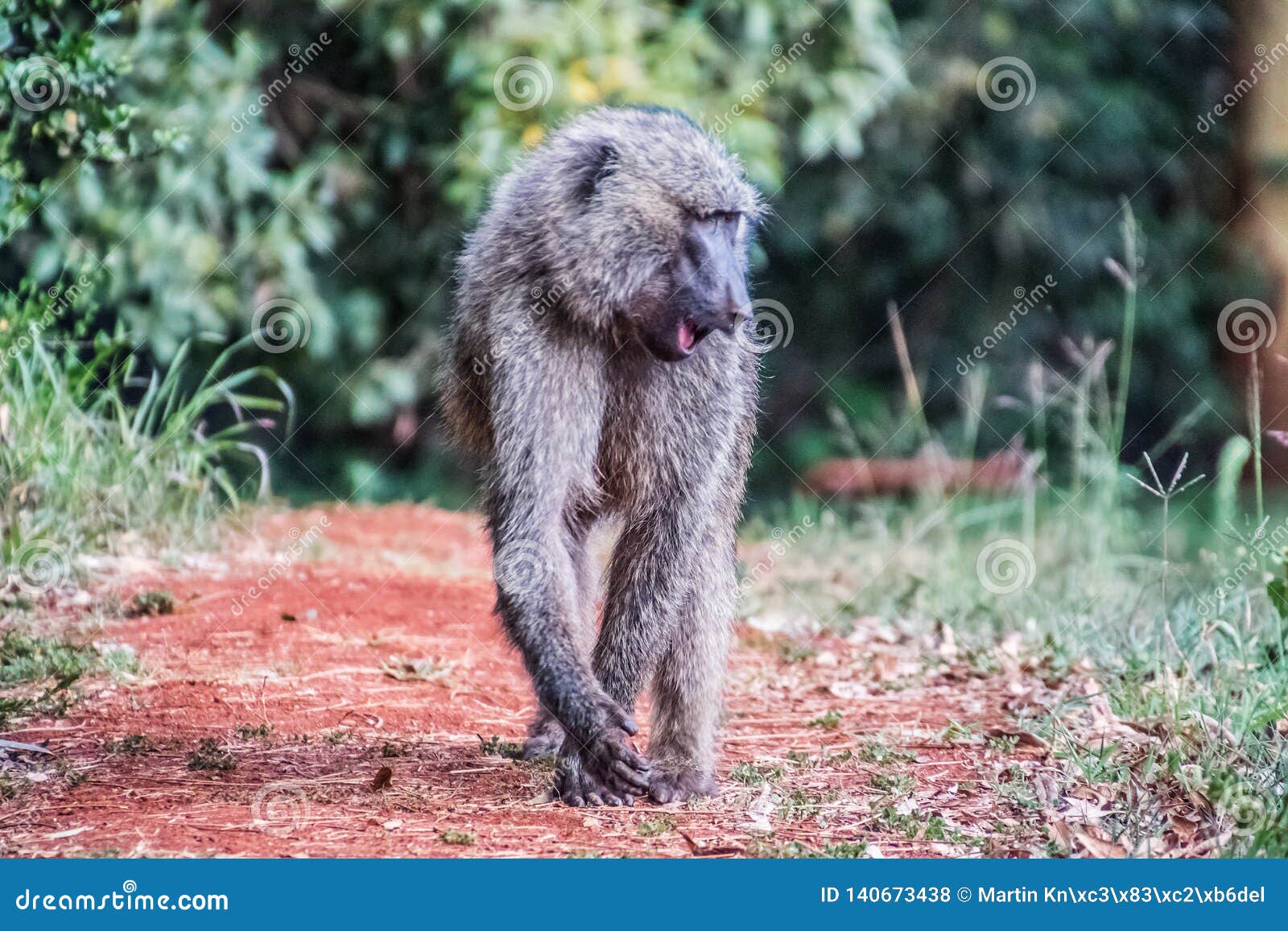Baboon Walks on Red Sand in Kenya Stock Photo - Image of walk, wood ...