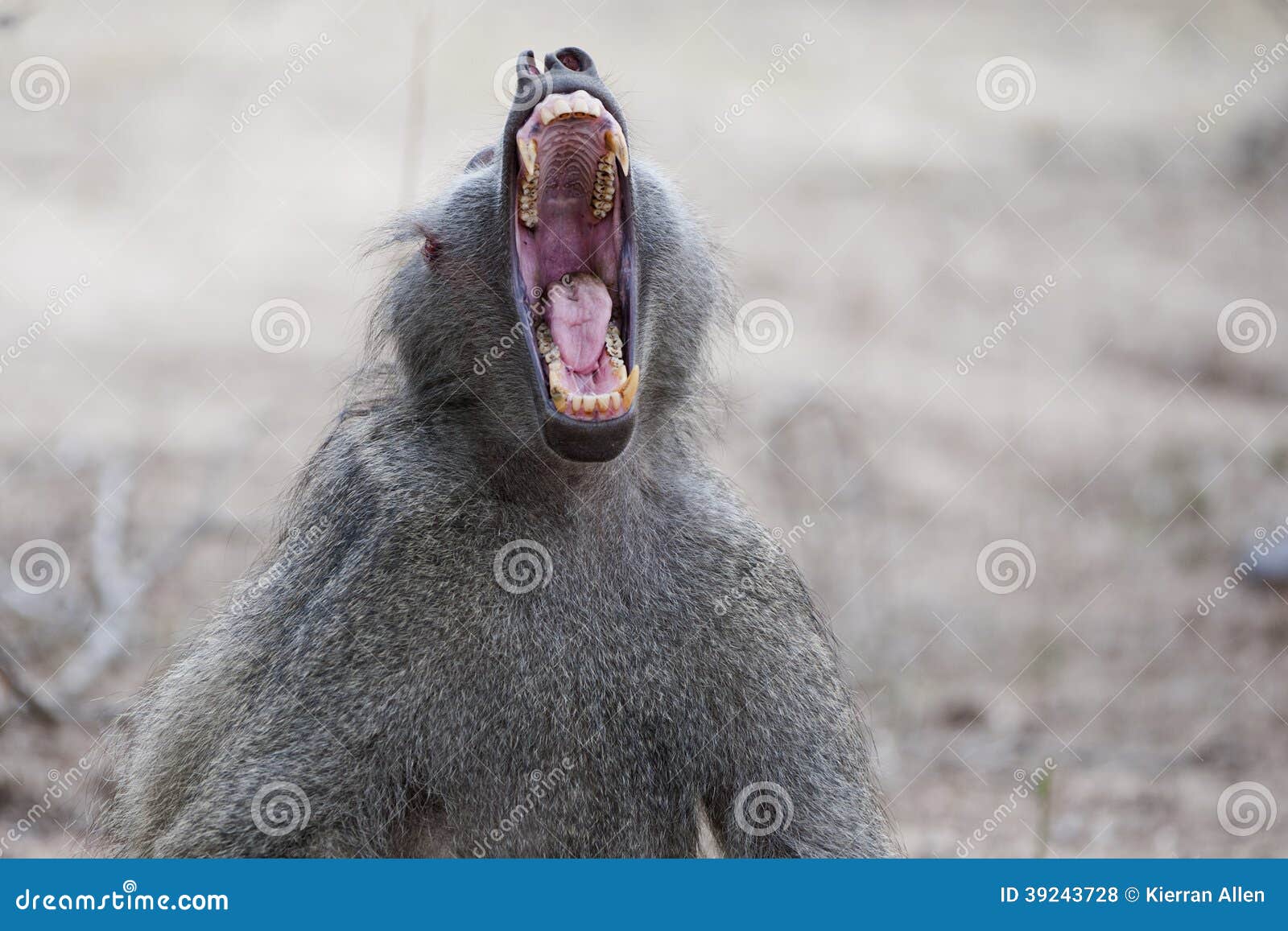 Baboon Yawning stock photo. Image of sighting, south - 39243728