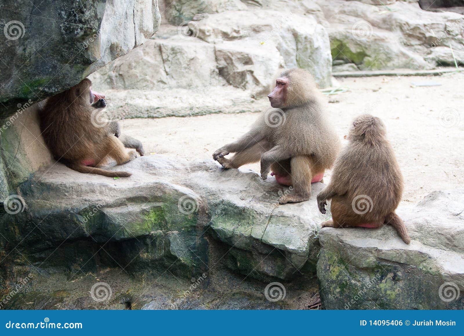 Baboon in a zoo enclosure stock photo. Image of primate - 14095406