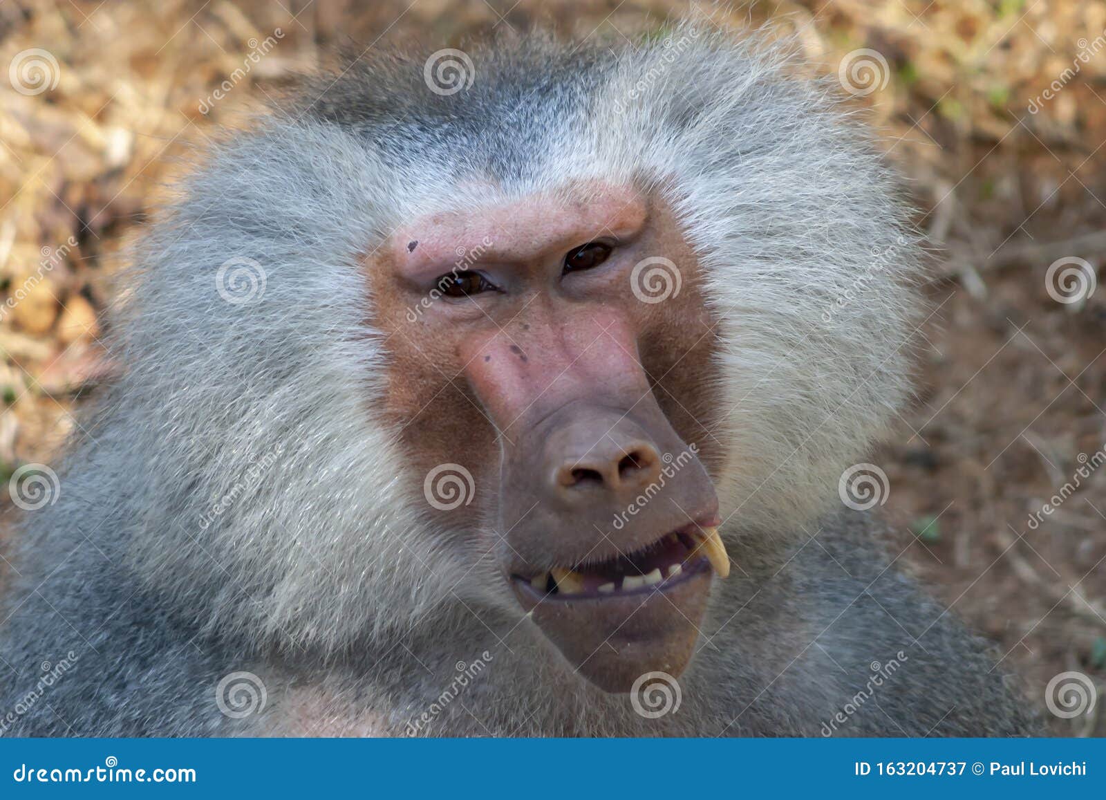 Baboon at Zoo in India with Big Tooth Stock Image - Image of portait ...