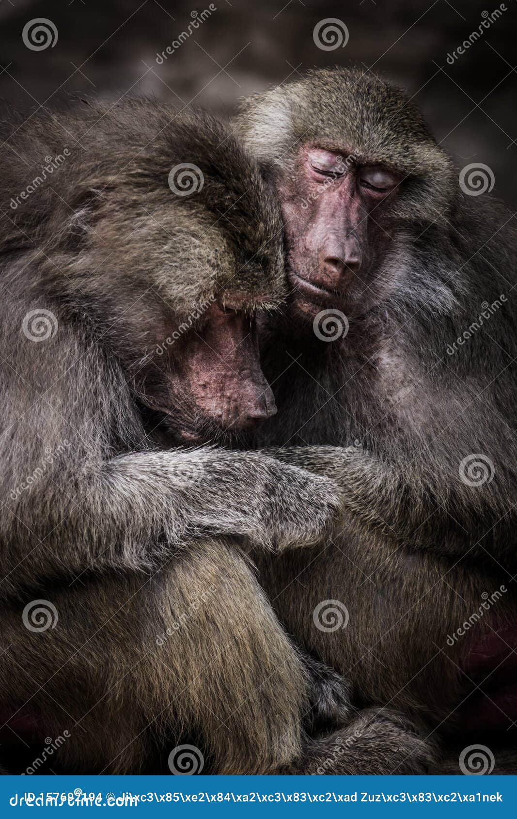 Baboon baboon portrait stock photo. Image of park, national - 157692194