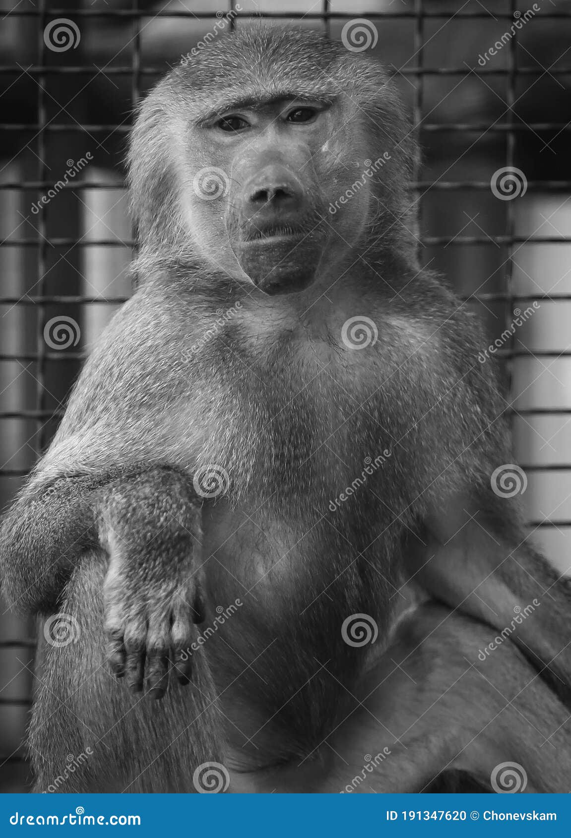 Baboon sitting and posing stock photo. Image of asian - 191347620