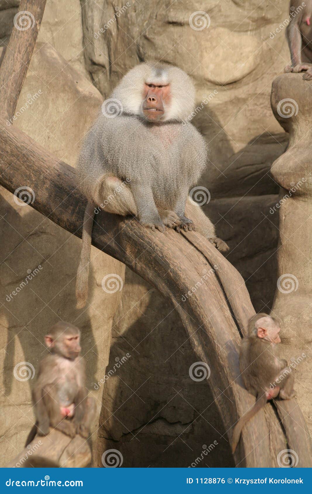 Baboons Stock Image | CartoonDealer.com #37474723