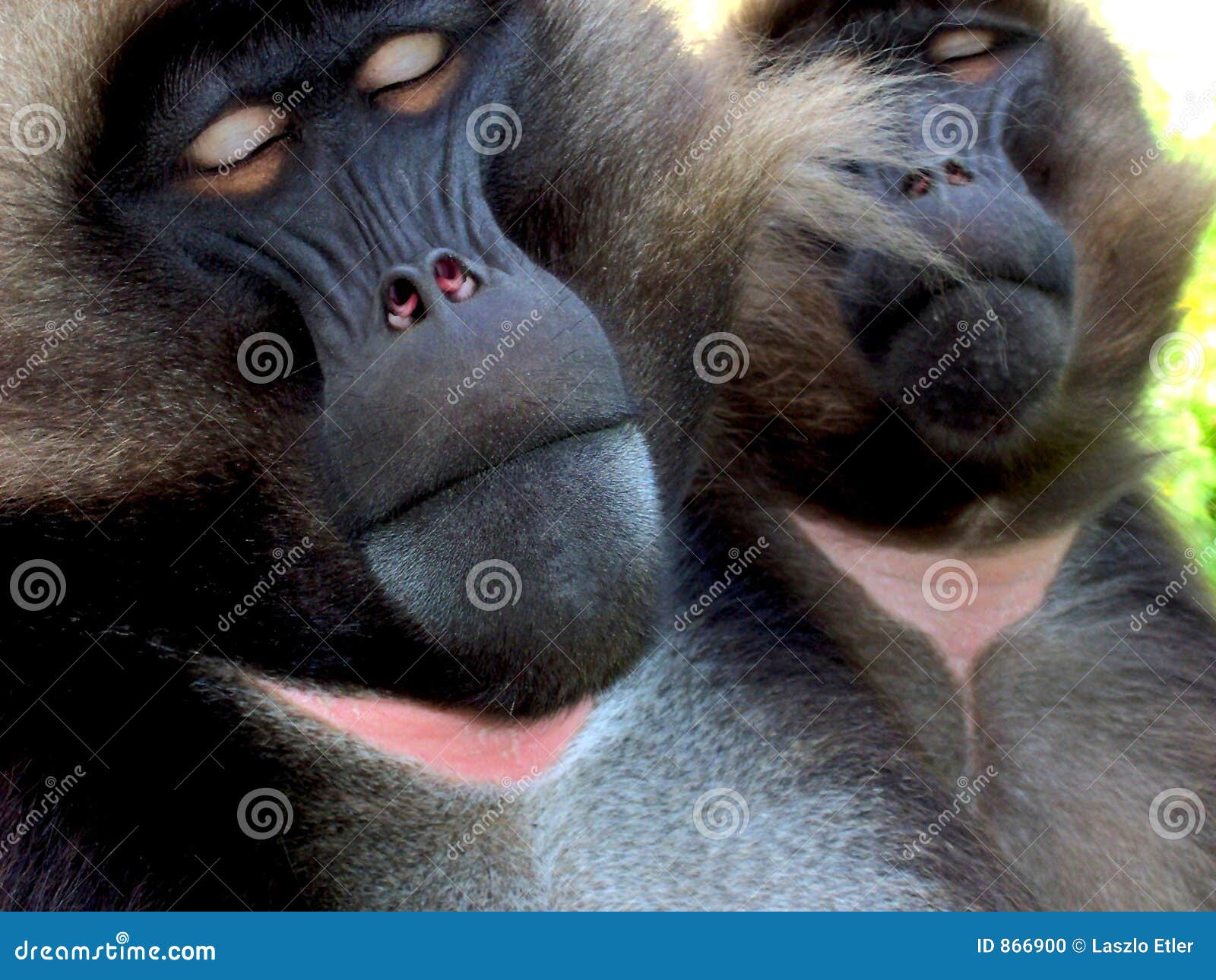Baboons stock photo. Image of baboon, resting, peaceful - 866900