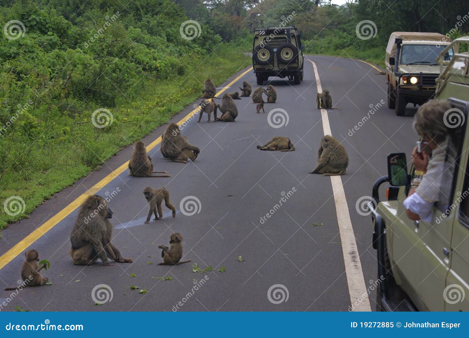 Baboons Stock Image | CartoonDealer.com #37474723