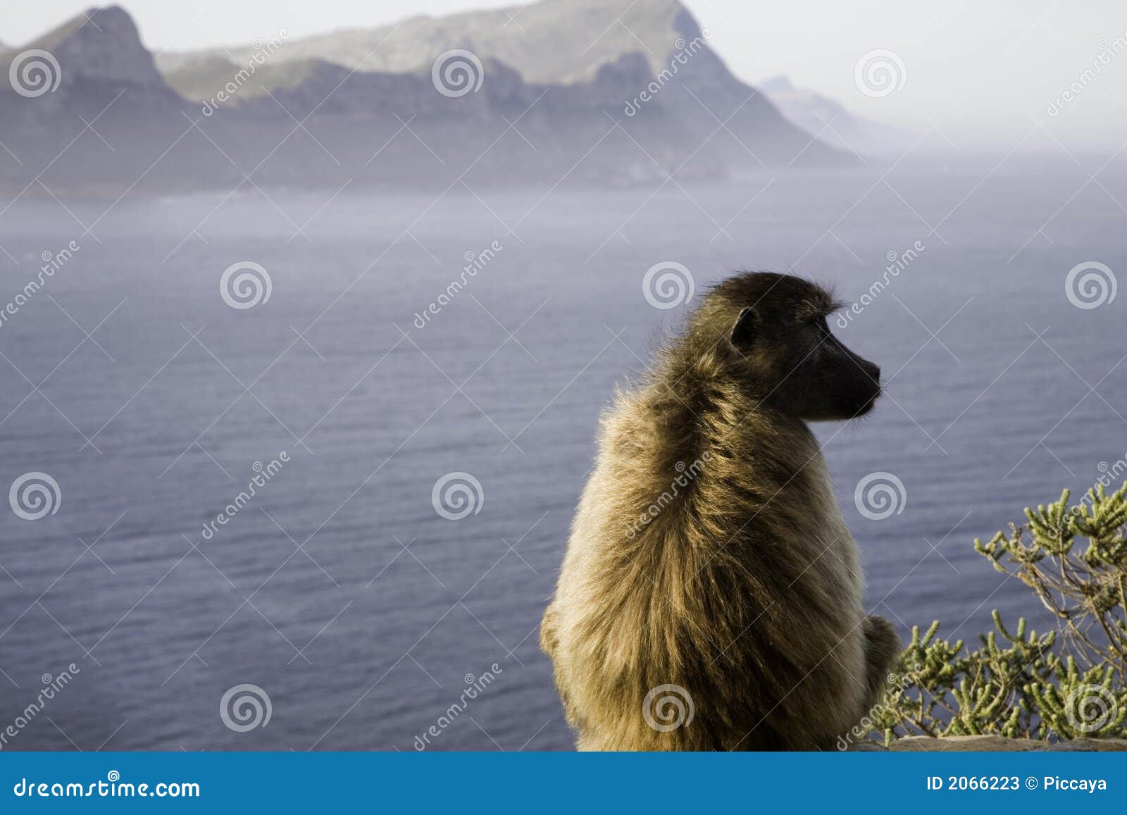 Baboons in cape point stock image. Image of monkey, ocean - 2066223
