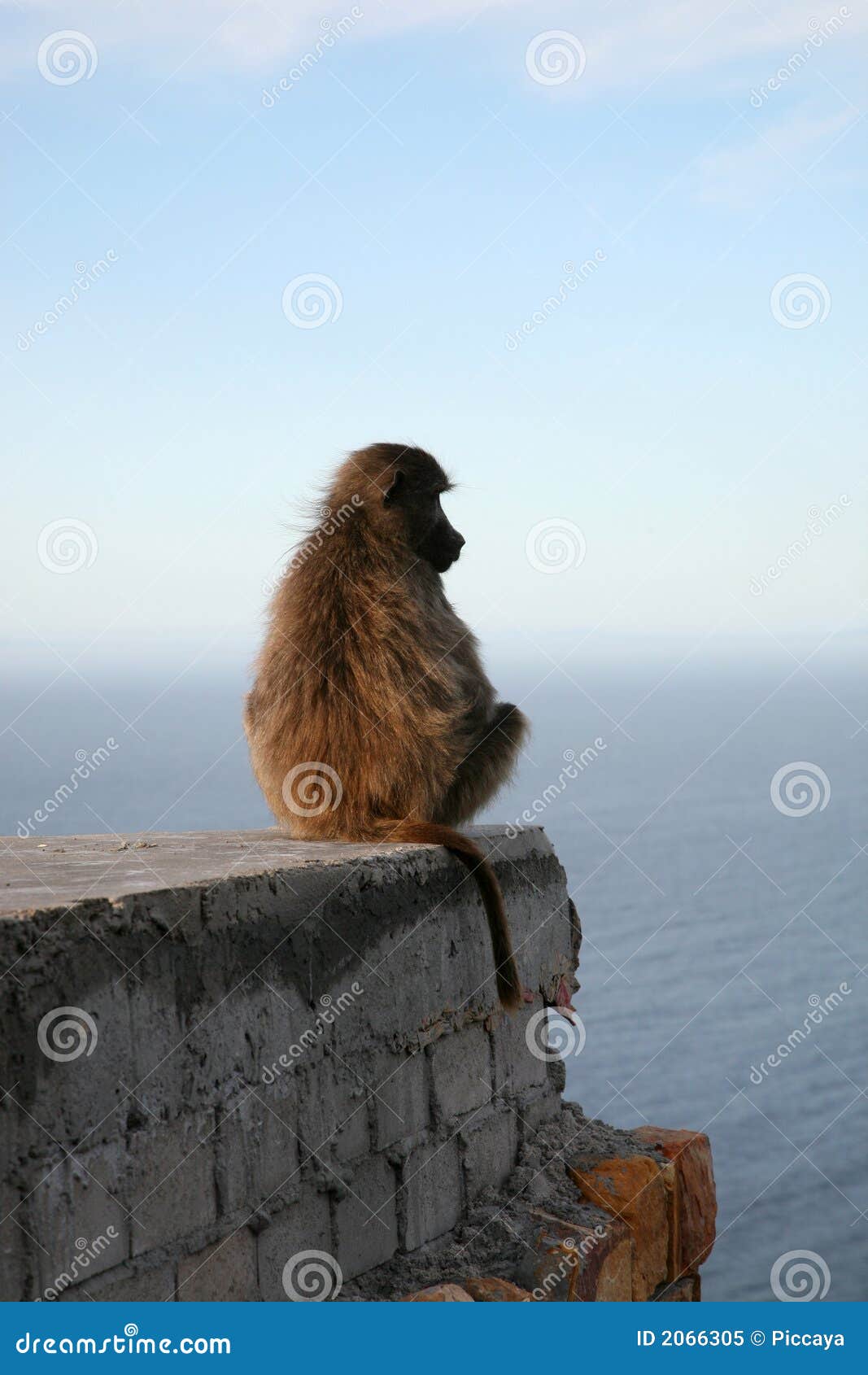 Baboons in cape point stock image. Image of wildlife, nature - 2066305