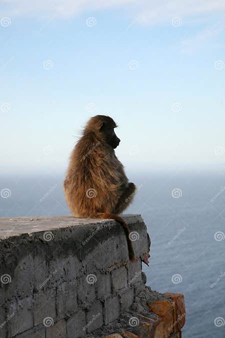 Baboons in cape point stock image. Image of wildlife, nature - 2066305