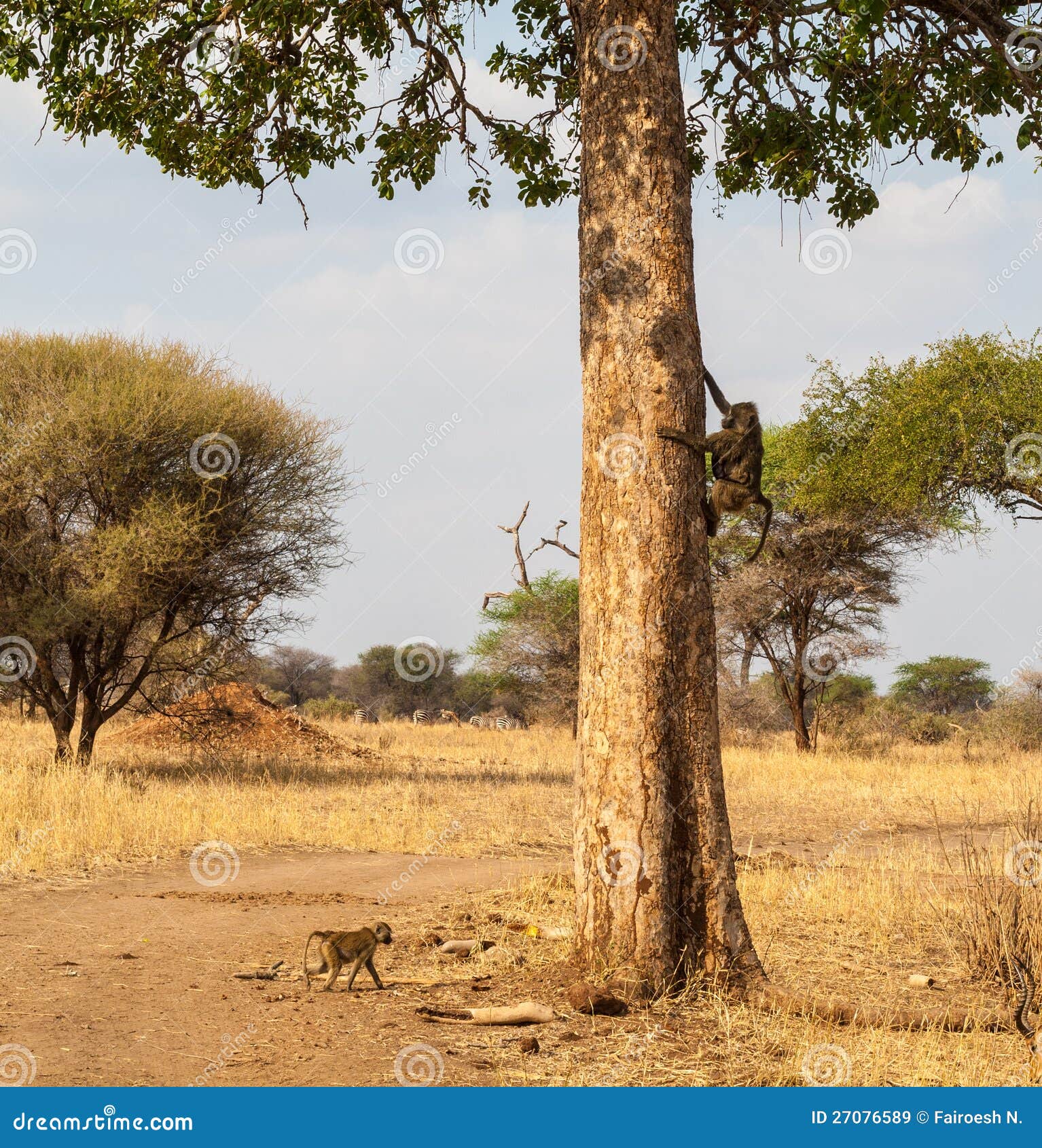Baboons climbing in tree stock image. Image of baboons - 27076589
