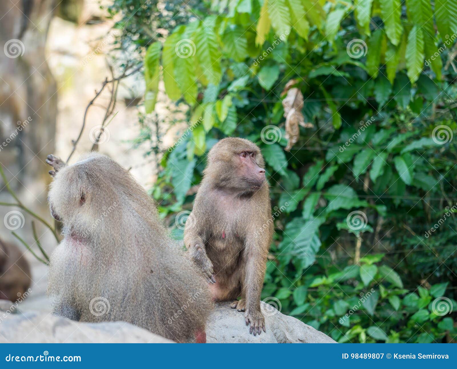 Baboons Family Hamadryas Baboon in Captivity Stock Image - Image of ...