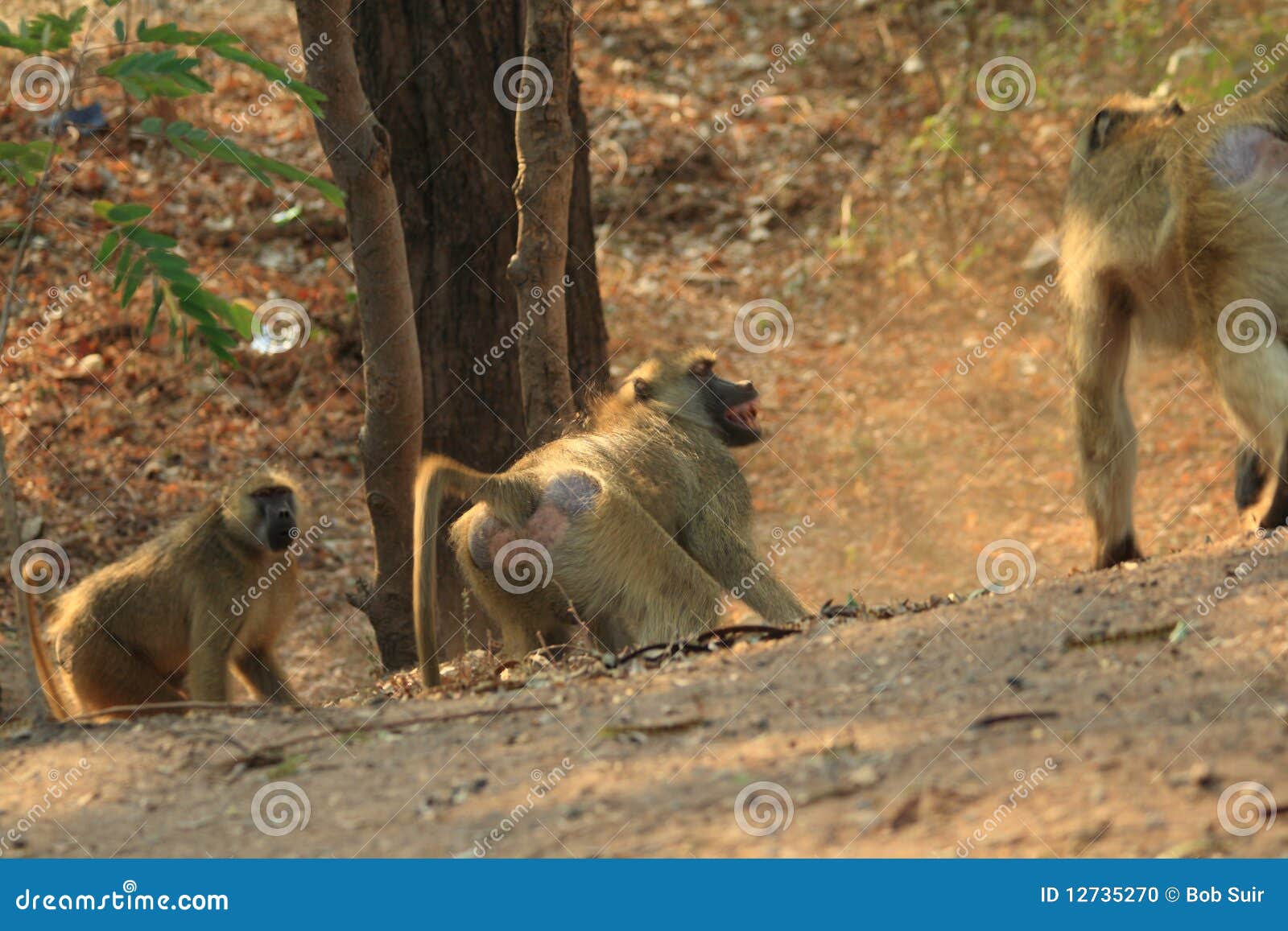 Baboons fighting stock photo. Image of zambia, african - 12735270